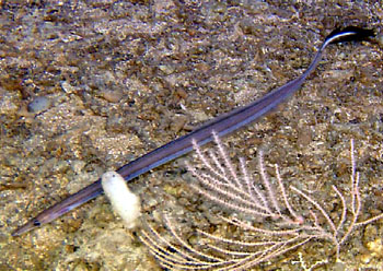 鳗鲡目 Gasterosteiformes 蓝色动物学（中国动物学科普）